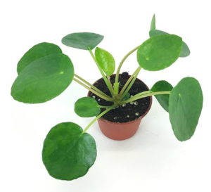 7 Indoor Plants That Bring Good Luck & Fortune